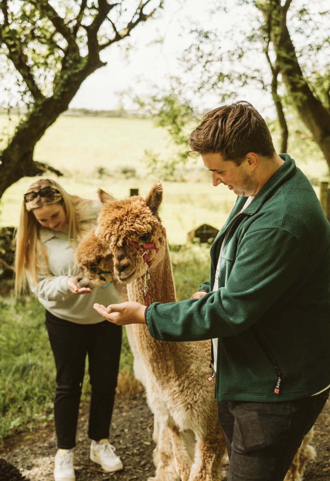 Alpaca Experiences - Trench Farm