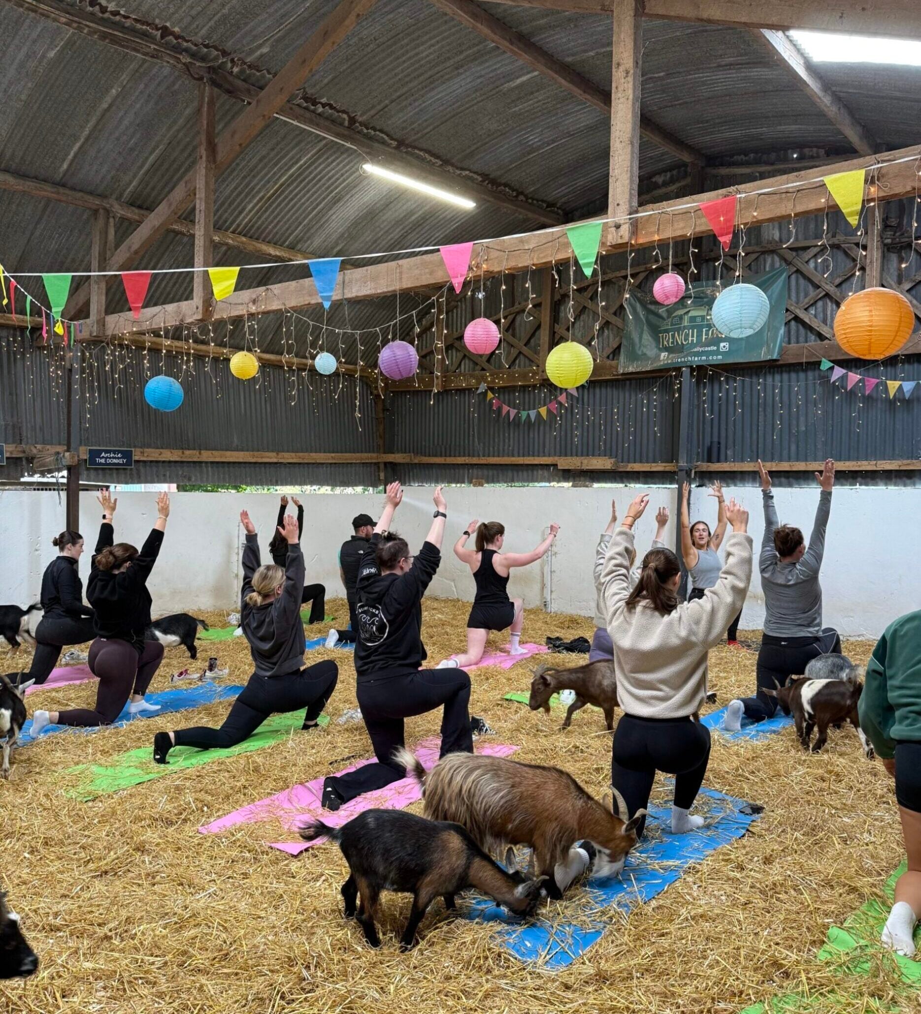 Northern Irish Stays & Alpaca Experiences - Trench Farm